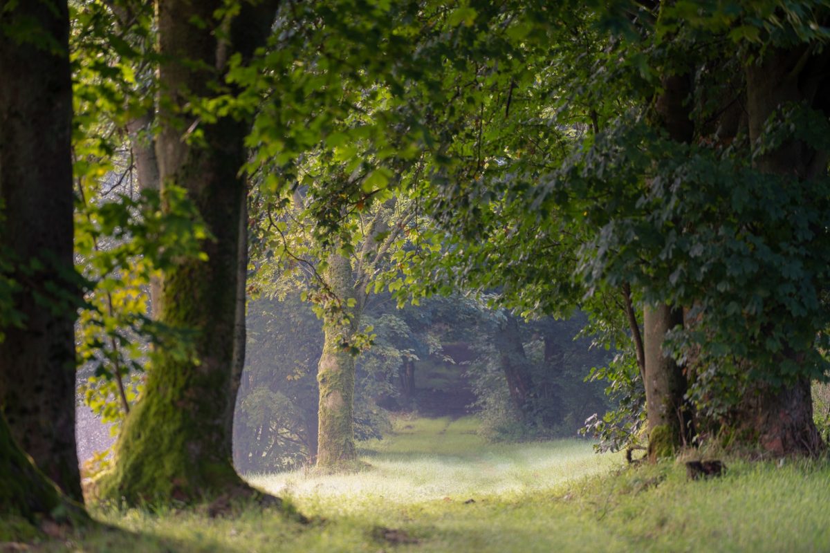 Wälder, Natur & Landschaften